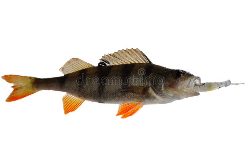 Carp stock photo. Image of head, nature, food, animal - 17174710