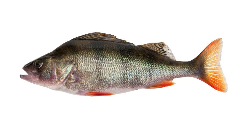 Perch stock photo. Image of nature, white, fins, striped - 12459884