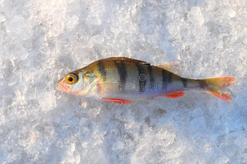 The perch stock image. Image of river, perch, water, activity - 8785511