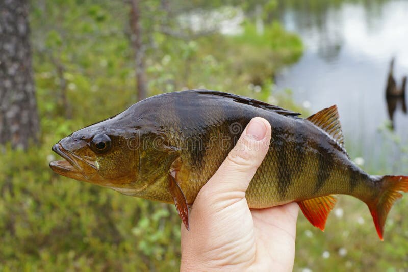 Perch stock photo. Image of wilderness, hand, catch, bait - 25781498