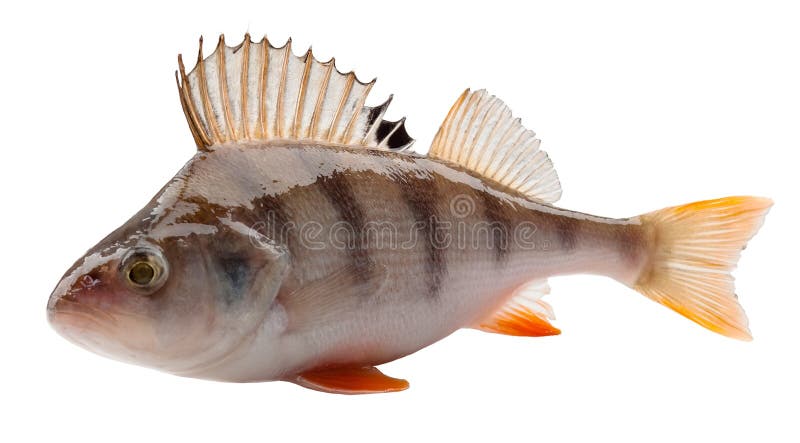 European Perch (Perca Fluviatilis L. ) Stock Photo - Image of striped ...