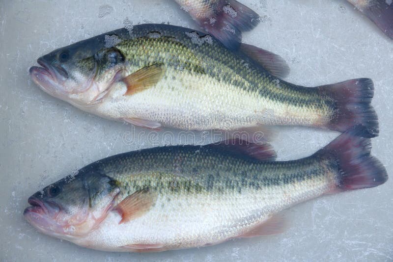Perch stock image. Image of water, seabass, freshwater - 29570433