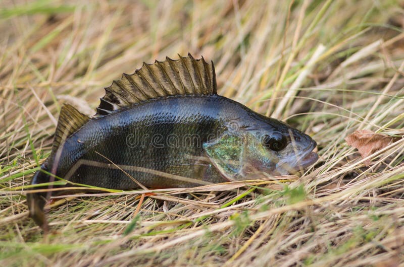 Perch fotografering för bildbyråer. Bild av perk, fiske - 45695753