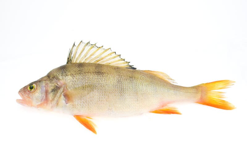 Yellow Perch Isolated stock photo. Image of white, lake - 34118294