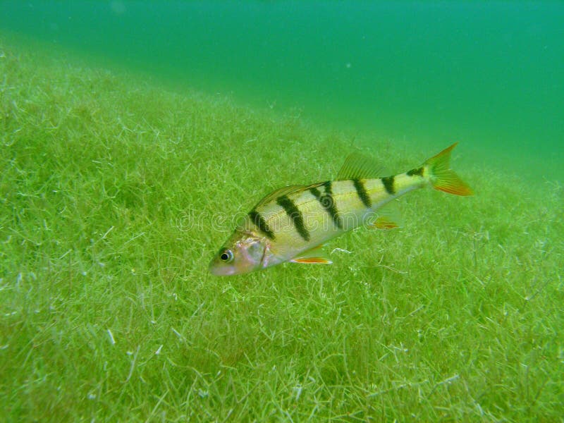 2,301 Underwater Perch Stock Photos - Free & Royalty-Free Stock Photos ...