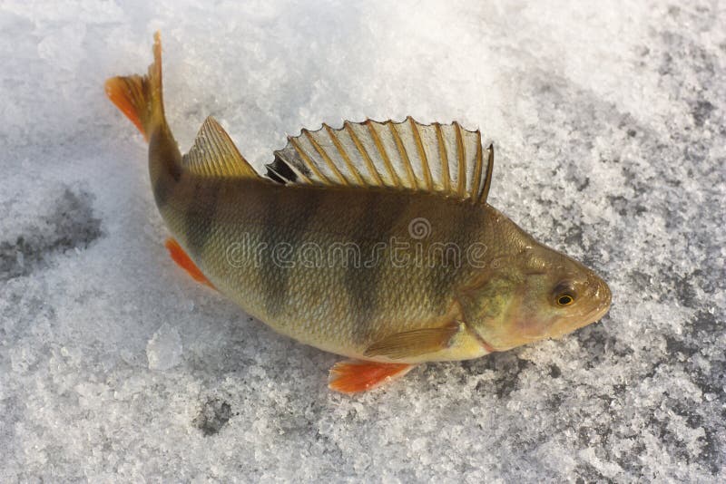 The perch stock image. Image of river, perch, water, activity - 8785511