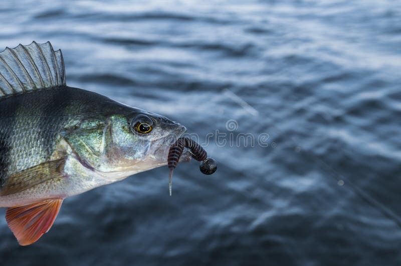 Perch above water stock photo. Image of spring, nature - 84153084