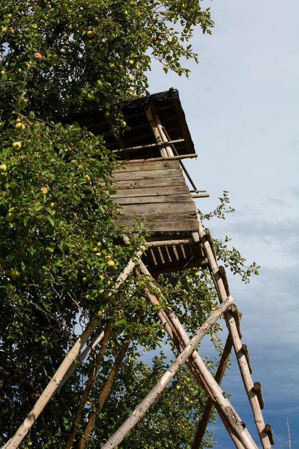 A Perch on an Apple Tree with Sky Stock Photo - Image of idyll, idyllic ...