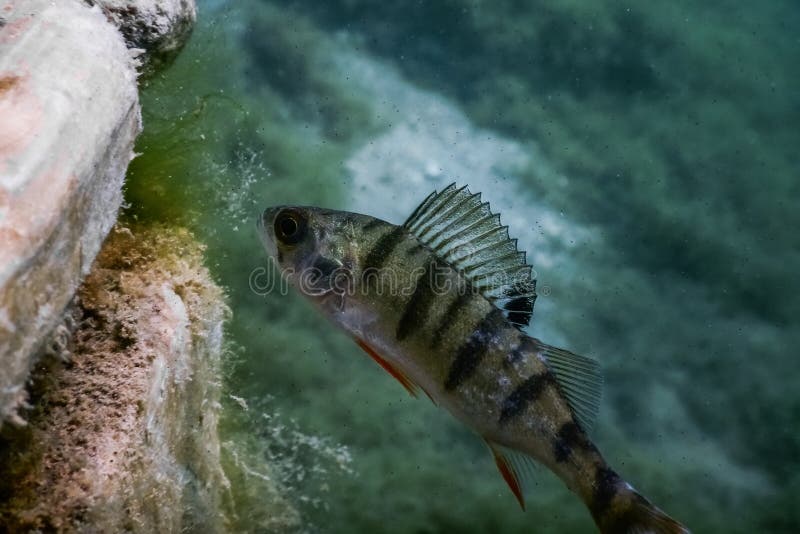 Big Perch Diving in a Lake with Sea Grass Stock Image - Image of hunt ...