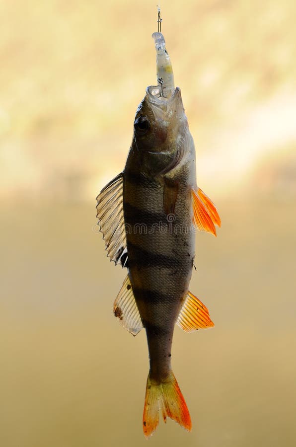 Small perch stock photo. Image of body, bait, ichthyology - 19275546