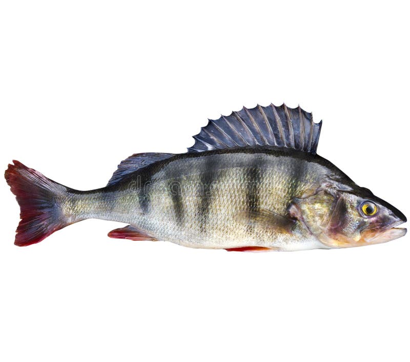 Piranha fish stock photo. Image of omnivorous, characiformes - 17283022
