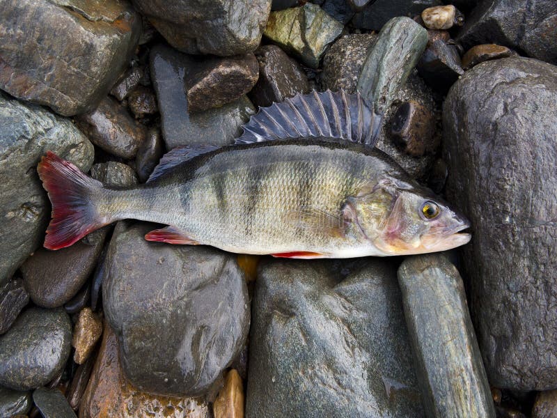 Perch, Bass, Freshwater Fish Stock Photo - Image of beautiful, single ...