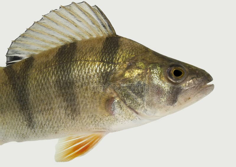 Perch stock photo. Image of nature, white, fins, striped - 12459884