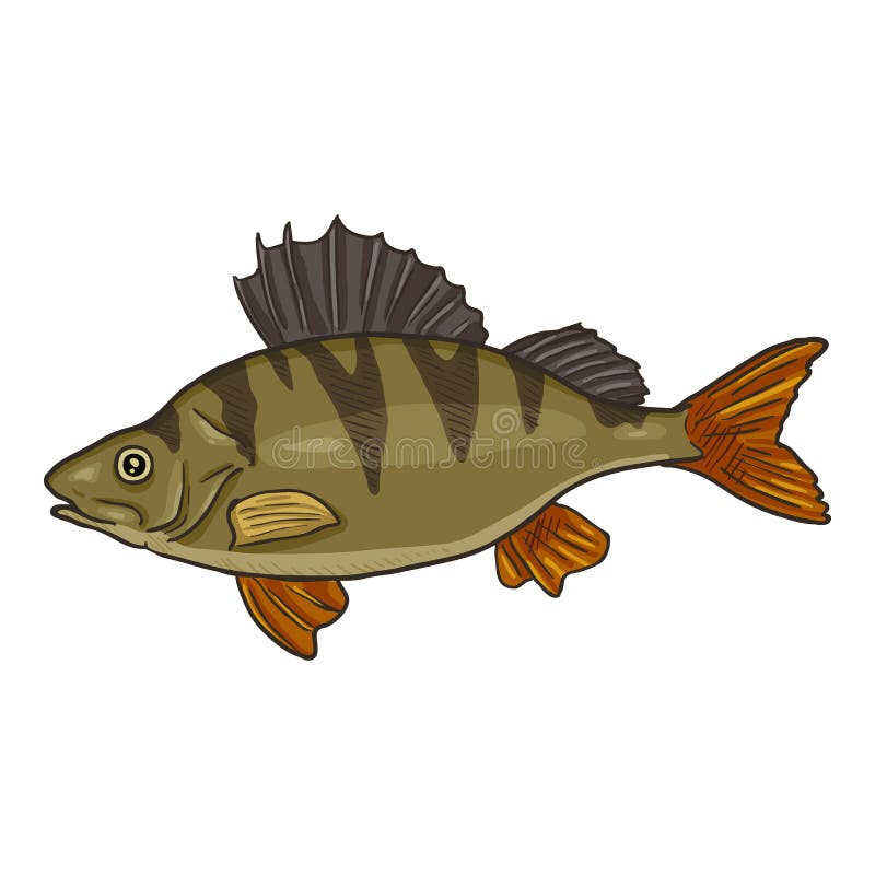 Cartoon Perch Stock Illustrations – 1,717 Cartoon Perch Stock ...