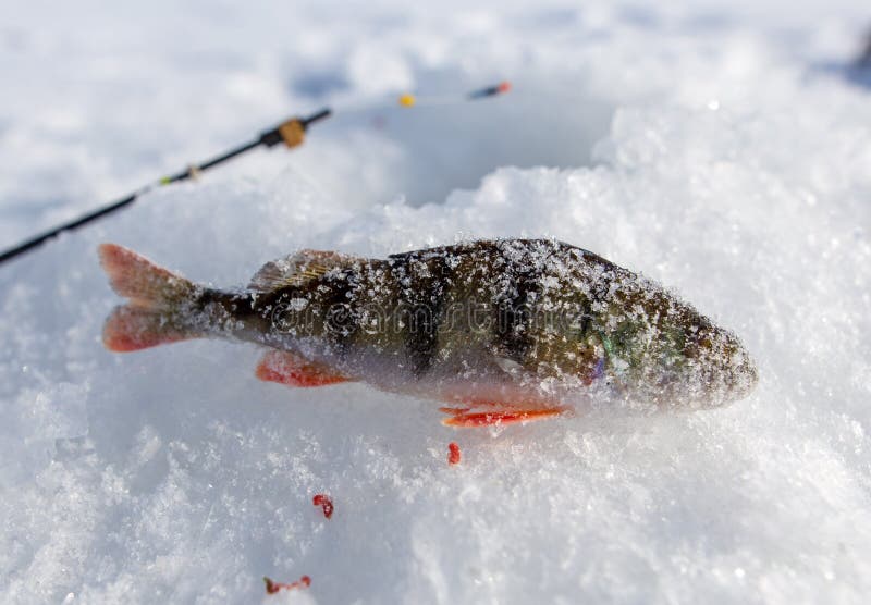 Perch Caught on a Bait with Ice in Winter Stock Image - Image of ...
