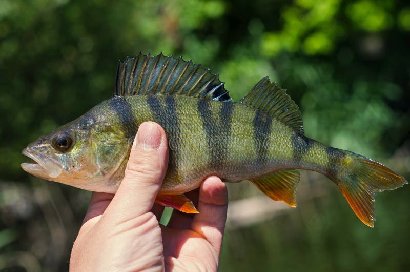Perch stock image. Image of summer, success, fishing - 66449101