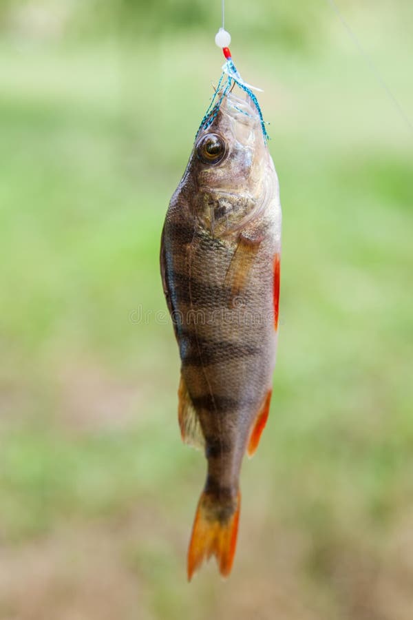 The Perch Caught in the Winter Lies on Ice Stock Photo - Image of ...