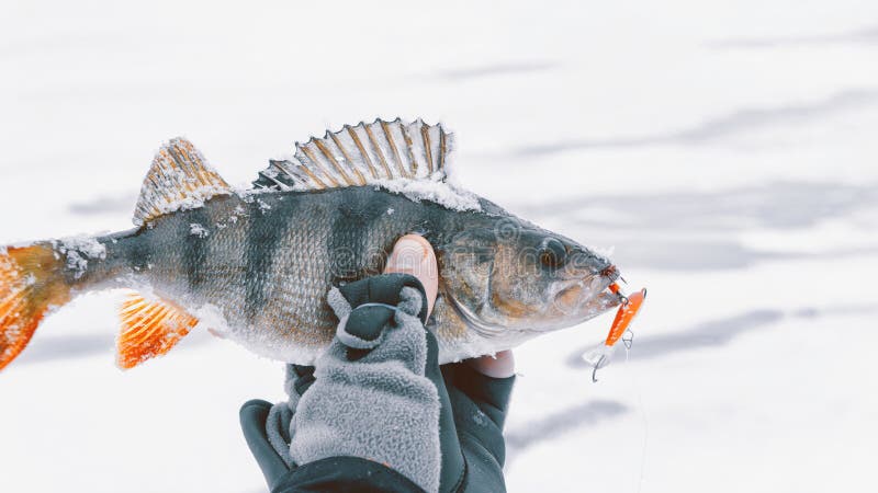 The Perch Caught in the Winter Lies on Ice Stock Photo - Image of ...