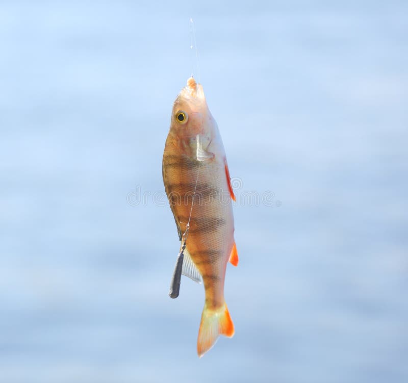 Perch Caught in the Neva River Stock Photo - Image of river, background ...