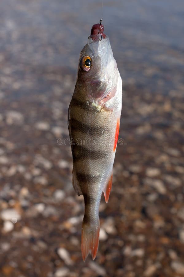 Perch stock photo. Image of trophy, perch, water, catch - 42736804