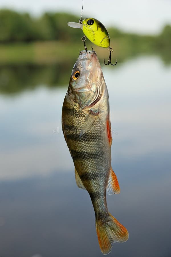 Perch Caught on Plastic Lure Stock Photo - Image of lure, scales: 26508604