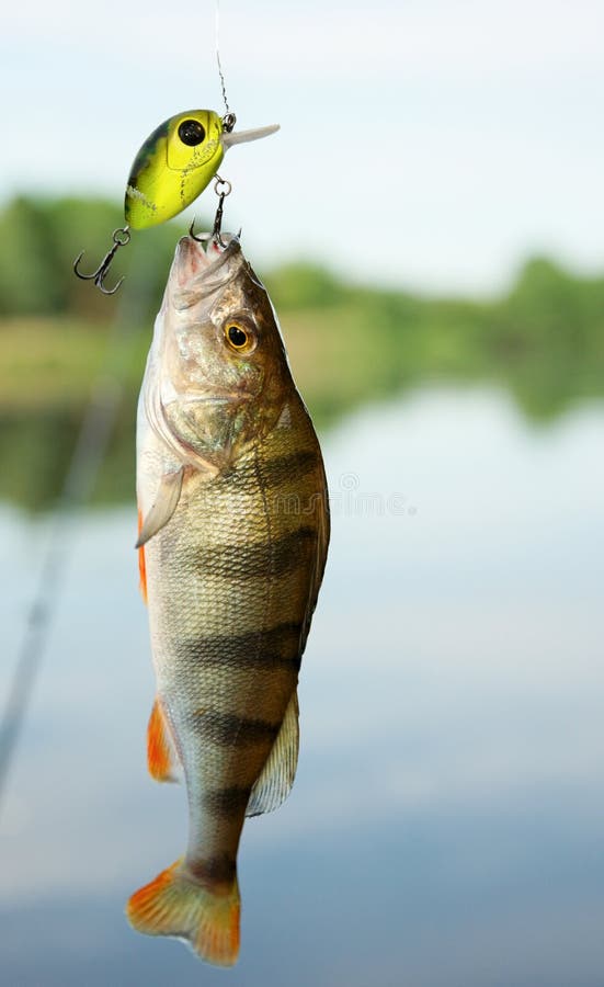 Largemouth Bass Chasing Lure On White Stock Photo - Image of white ...