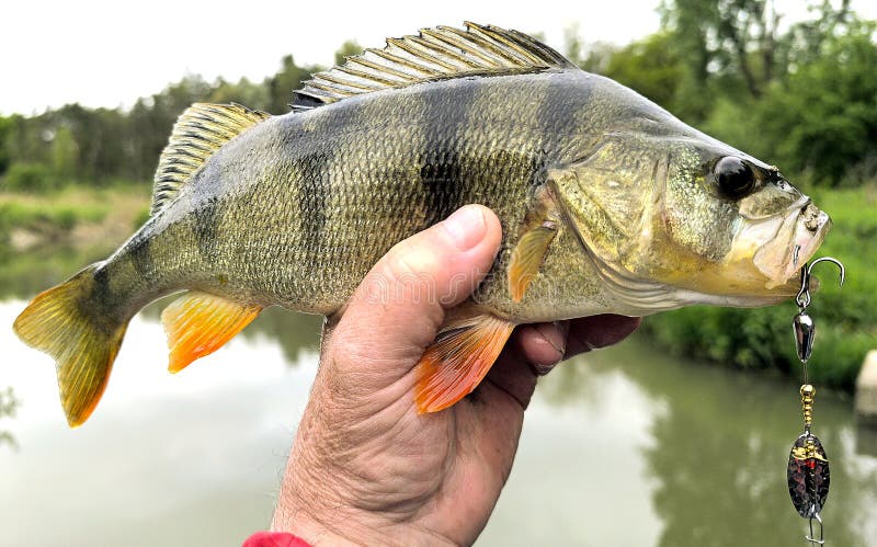 Perch caught with spinner stock image. Image of predators - 326712787