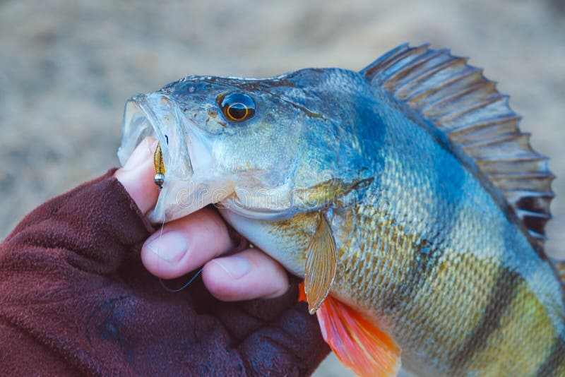 Perch Caught on Spinning. Fishing Stock Photo - Image of bass, predator ...