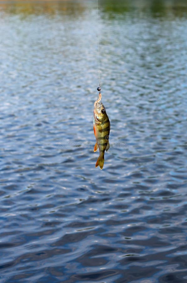 The Perch Caught in the Winter Lies on Ice Stock Photo - Image of ...