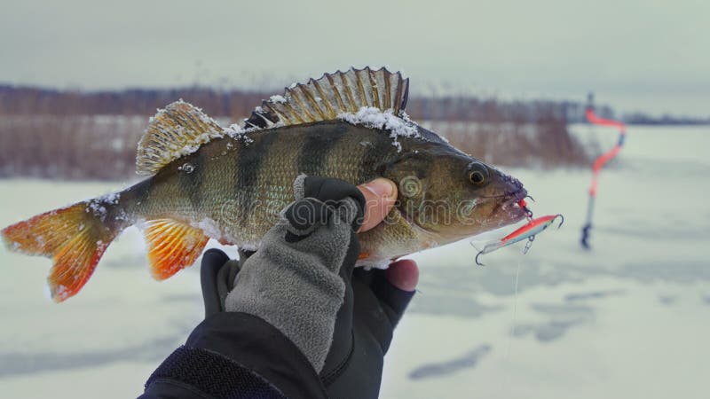 Perch Caught on Winter Fishing. Fishing Gear Stock Photo - Image of ...