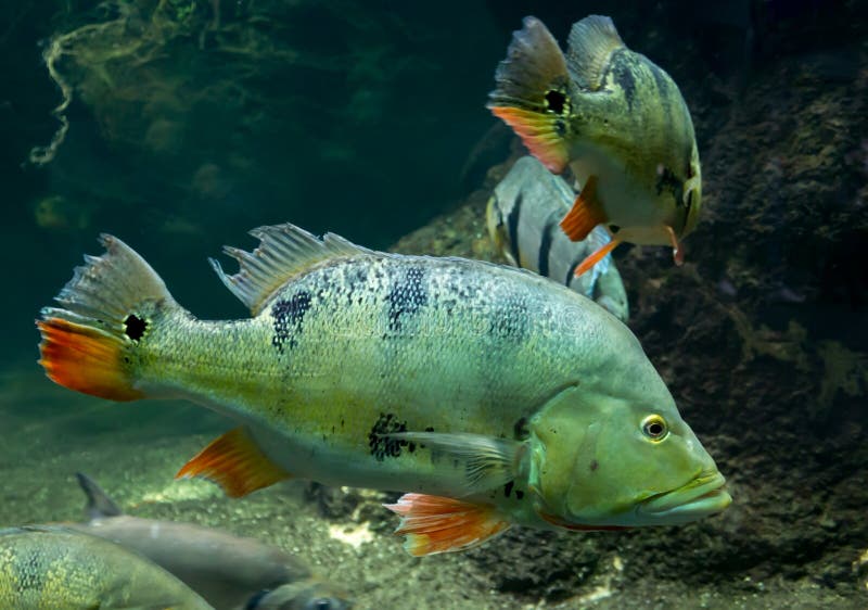 Perch stock photo. Image of siniperca, mandarin, striped - 31659414