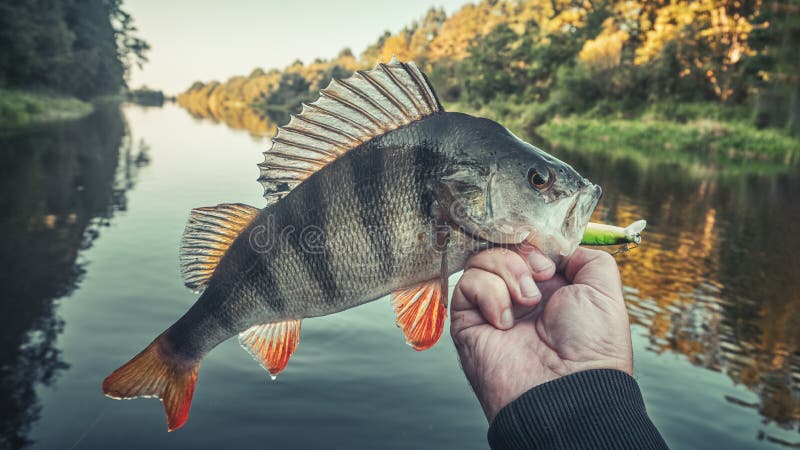 Perch Close-up in the Hand of the Angler Stock Image - Image of lure ...