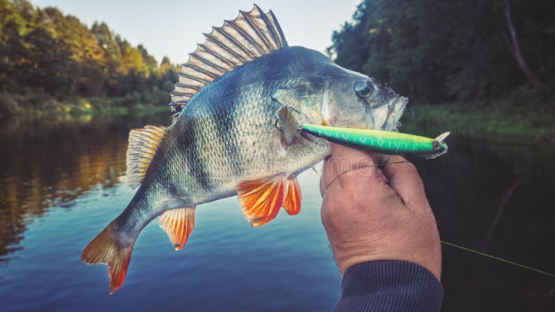 Perch Close-up in the Hand of the Angler Stock Image - Image of ...
