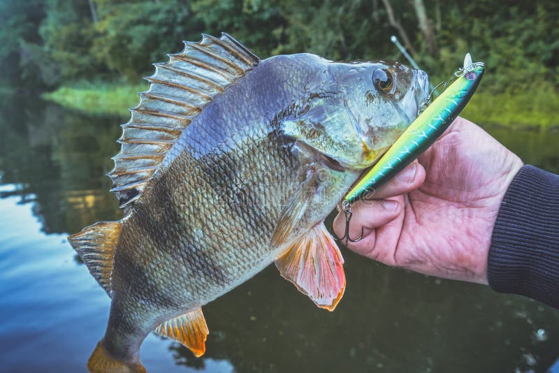 Perch Close-up in the Hand of the Angler Stock Photo - Image of lure ...