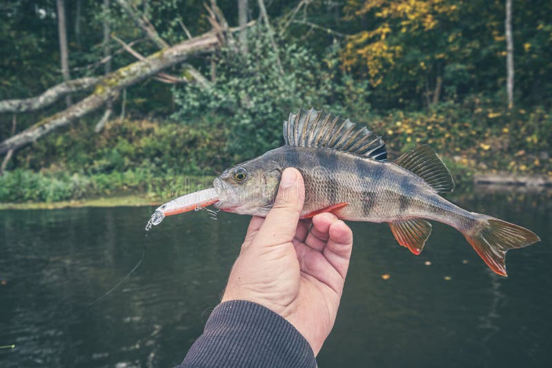 Perch Close-up in the Hand of the Angler Stock Photo - Image of season ...