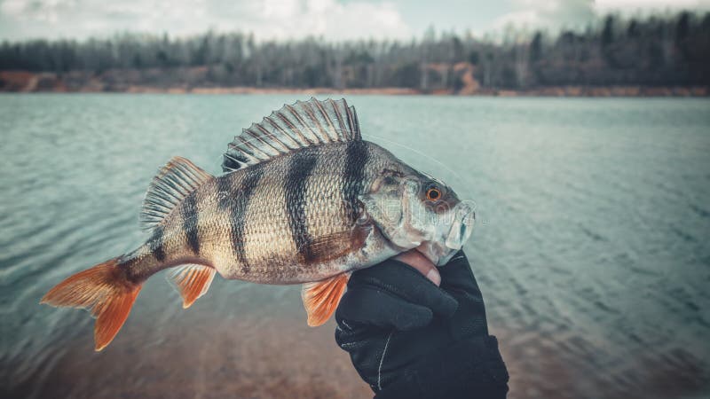 Perch Closeup. Fishing on the Principle "catch and Release Stock Image ...