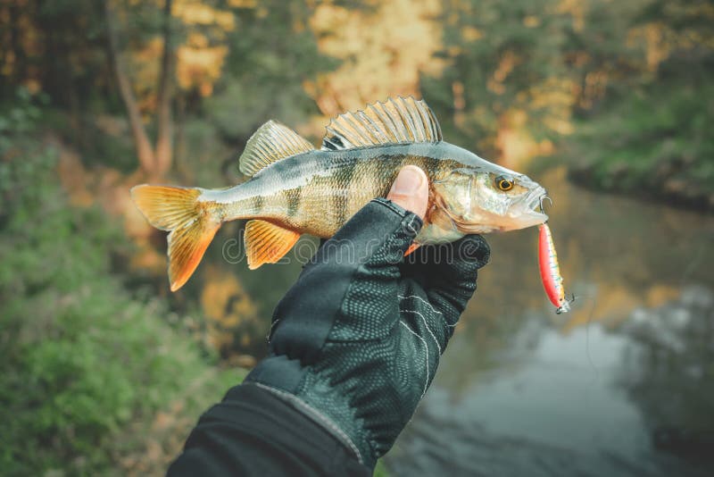 Perch Closeup. Fishing on the Principle & X22;catch and Release Stock ...