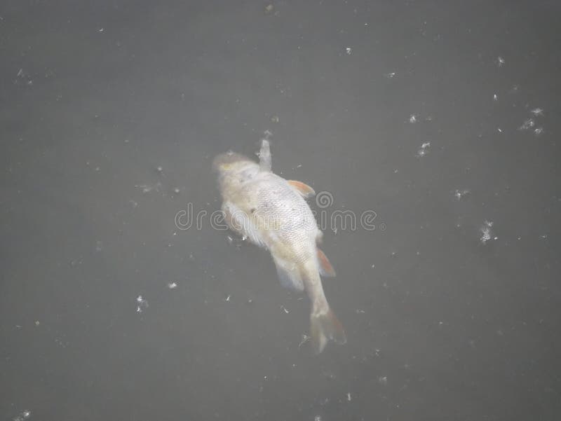 Perch Dead on the Surface of the River Near the Shore Stock Image ...