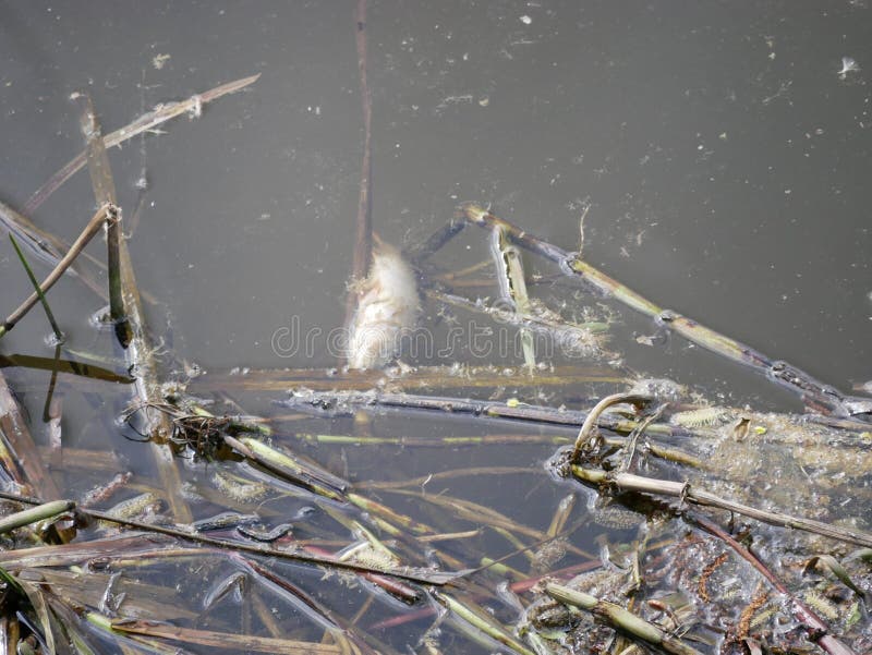 Perch Dead on the Surface of the River Near the Shore Stock Photo ...