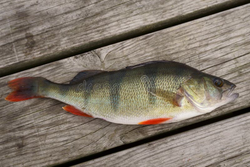 Perch Europeu Close-up Num Fundo De Floresta E Mar, Lago, Rio Perca ...