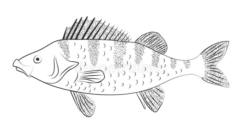 Perch. Vector Outline Image. Stock Vector - Illustration of animal ...