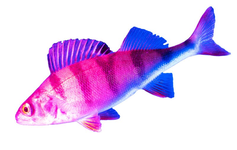 Perch Fish Fins in Turquoise Color Stock Image - Image of water, perch ...