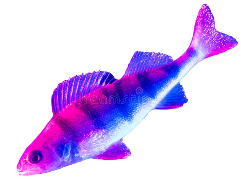 Perch Fish In Blue And Pink Color Isolated On White Background Stock ...