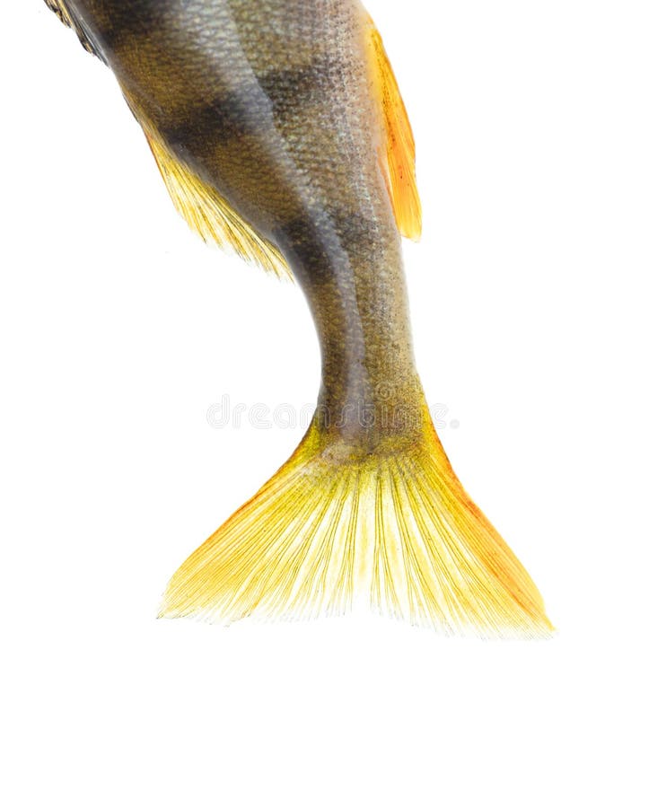 Perch Fish Fin Isolated on White Background Stock Image - Image of meat ...
