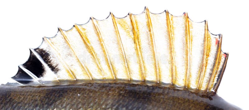 Perch Fish Fins in Blue and Pink Color Isolated on White Background ...