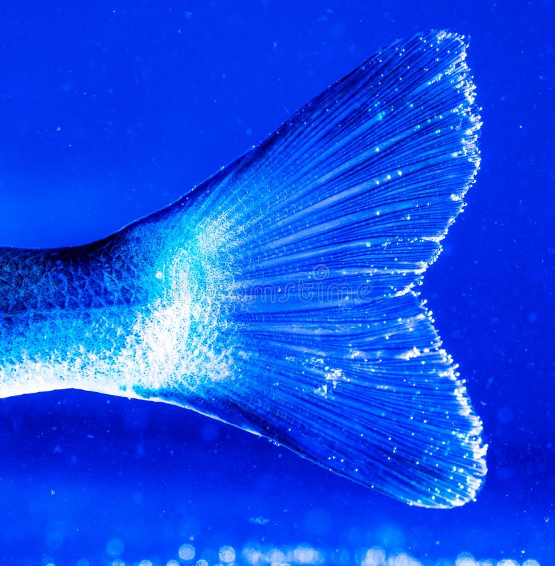Perch Fish Fins in Blue Light Stock Image - Image of animal, isolated ...