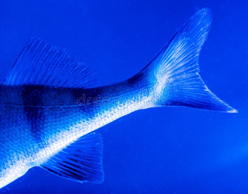 Perch Fish Fins in Blue Light Stock Image - Image of animal, tail ...