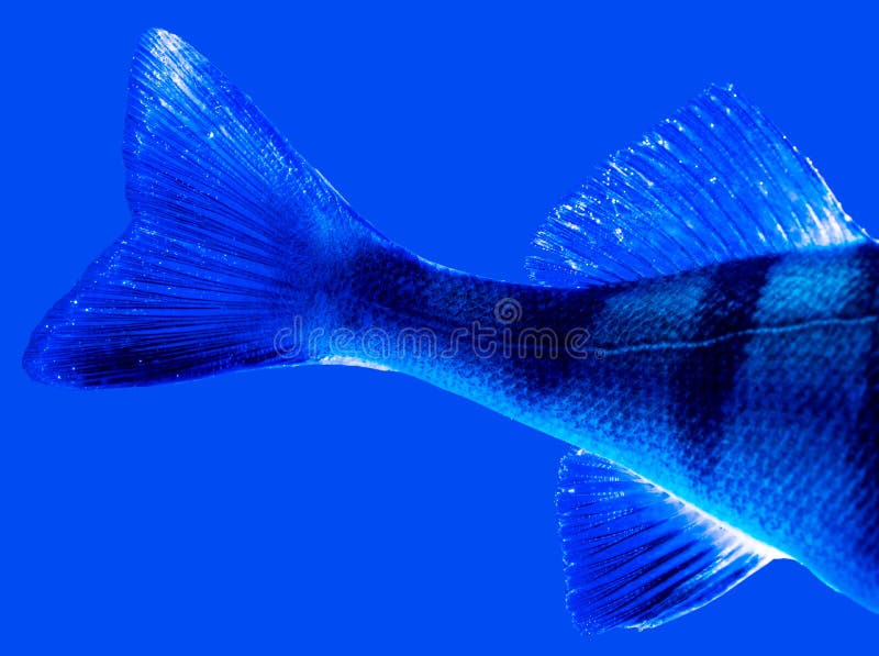 Perch Fish Fins in Blue Light Stock Image - Image of animal, isolated ...