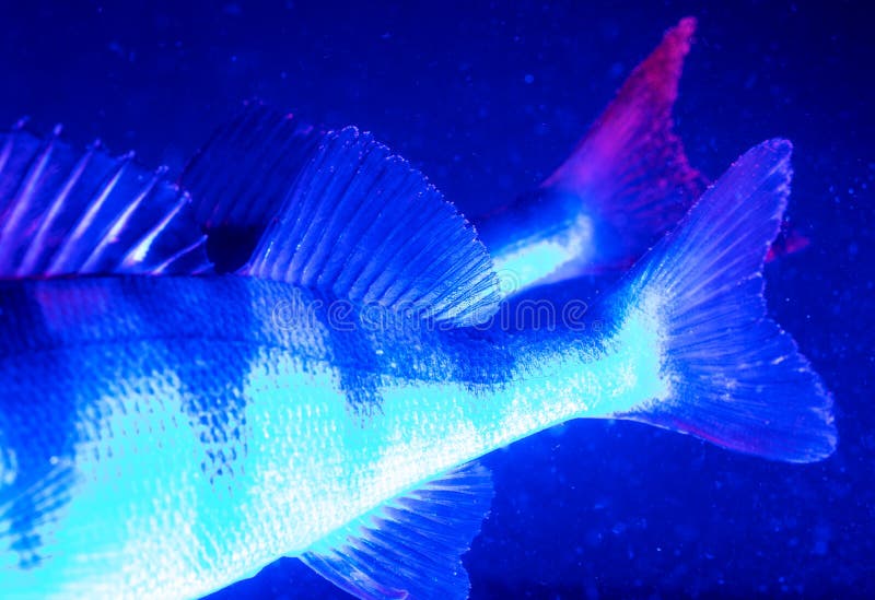 699 Pink Perch Fish Stock Photos - Free & Royalty-Free Stock Photos ...