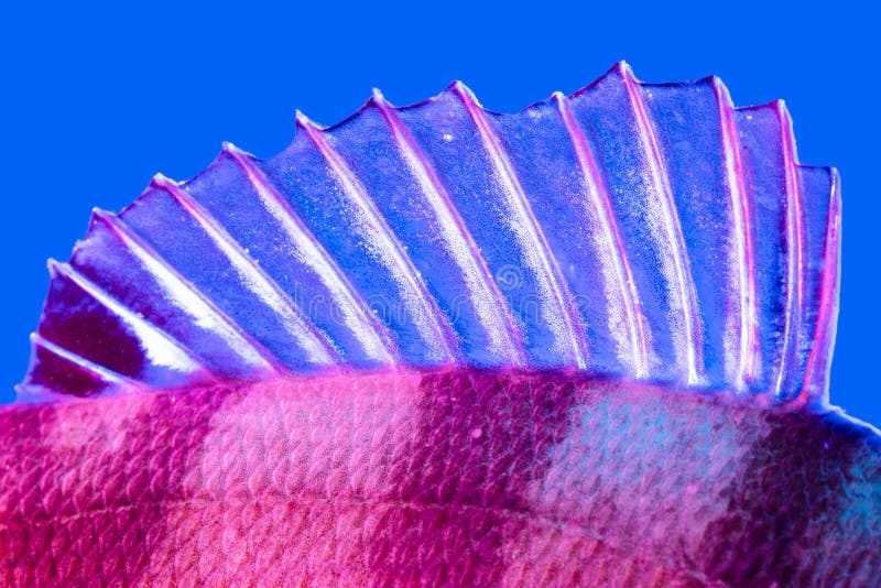 Perch Fish Fins in Blue and Pink Color Stock Image - Image of water ...
